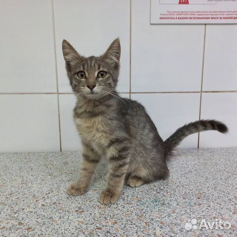 Котенок девочка в добрые руки