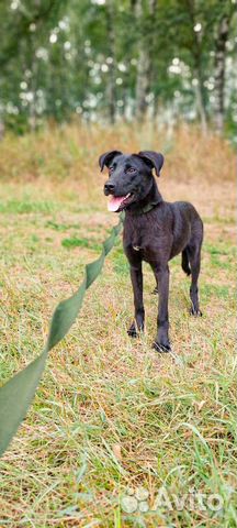 Щенок Альф в добрые руки, собака в добрые руки