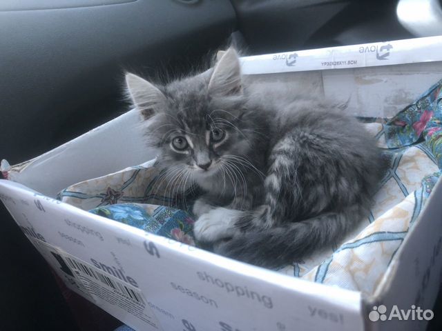 Котята в добрые руки мальчик