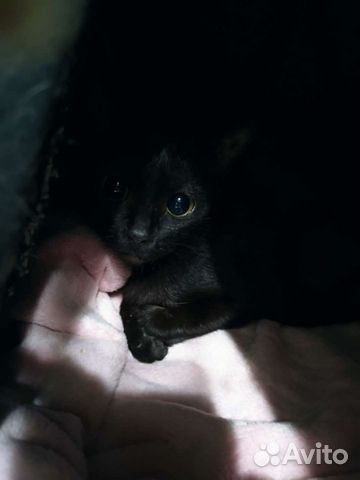 Черный котенок в дар