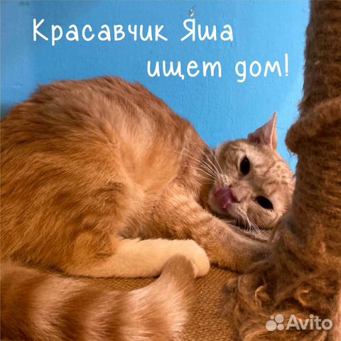 Рыжий котик в добрые руки Солнце на Земле