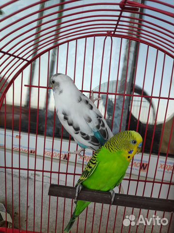 Волнистые попугаи