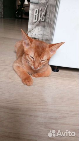 Абиссинский котёнок