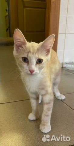 Персиковый котик