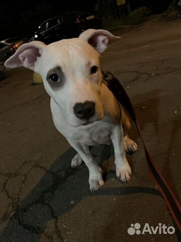 Продаю щенка стаффа