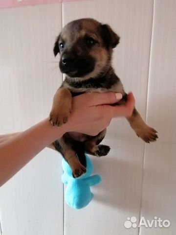 Маленькие собачки в добрые руки