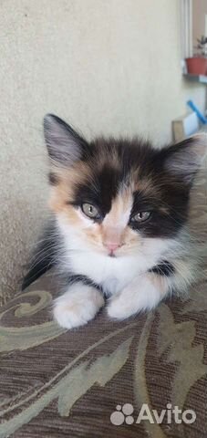 Кошки в добрые руки бесплатно