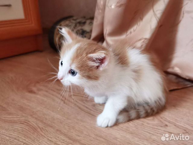 Рыжий котенок пушистый