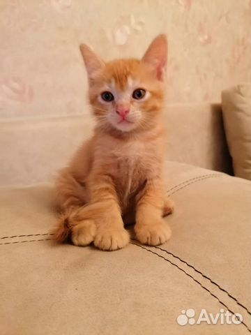 Кошки в добрые руки