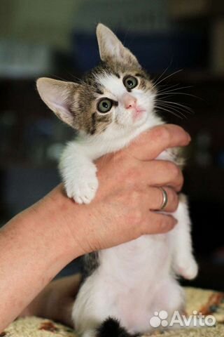 Котенок мальчик Смузи 2 мес