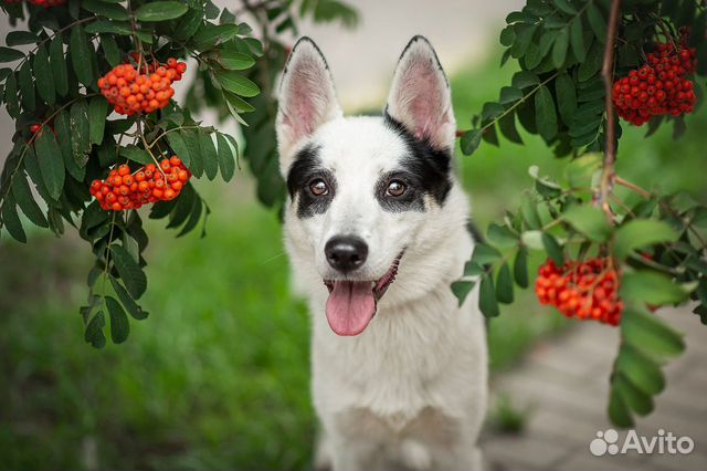 Панди в добрые руки