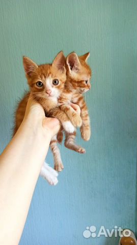 Рыжие котята в добрые руки