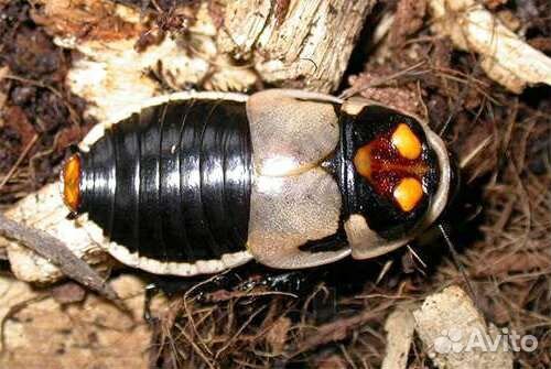 Тараканы автомобильчики