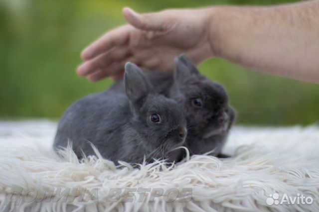 Девочка цветной кролик голубой, 4 мес