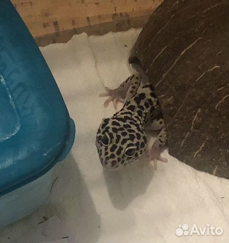 Геккон эублефар