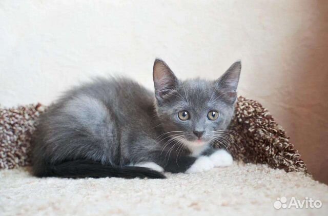 Кошечка в добрые руки