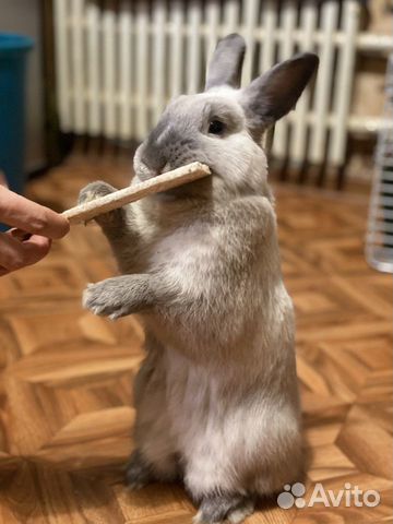 Декоративный кролик