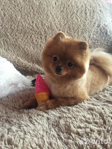 Маленький медвежонок