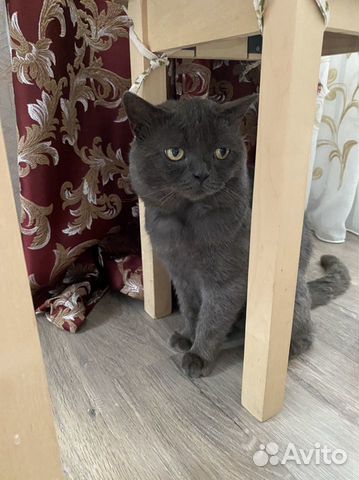 Британский котик