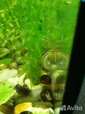 Улитки Маризы