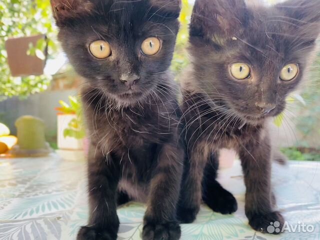 Котята:Уголек и Дымок в добрые руки