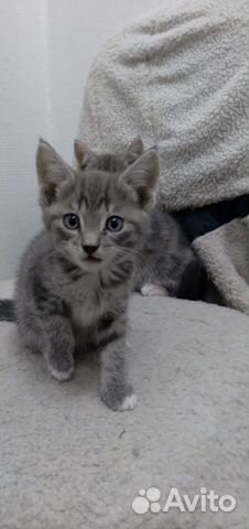 Кошка