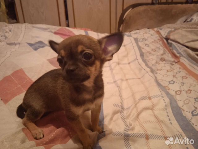 Щенки чихуахуа