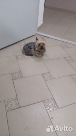 Найдена собака йоркширский терьер