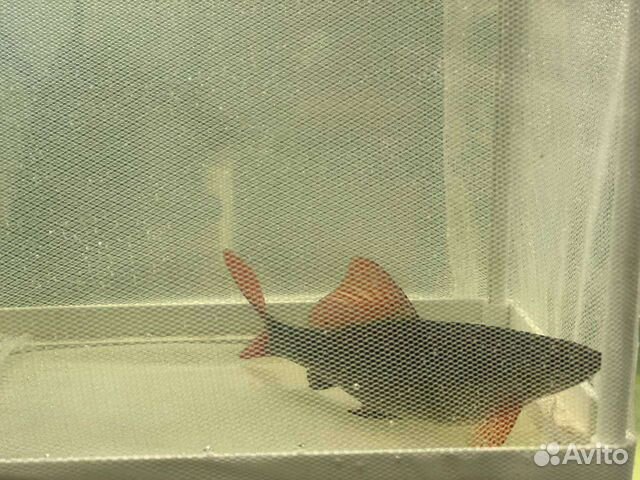 Лабео биколор