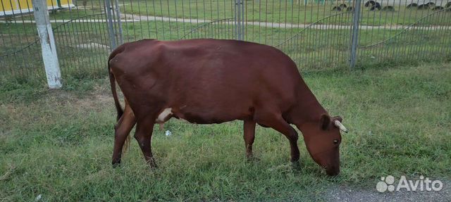 Коровы дойные молочные
