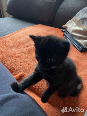 Кошка