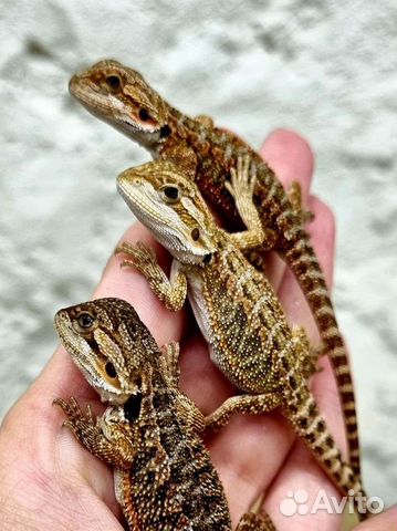 Бородатая агама, малыши