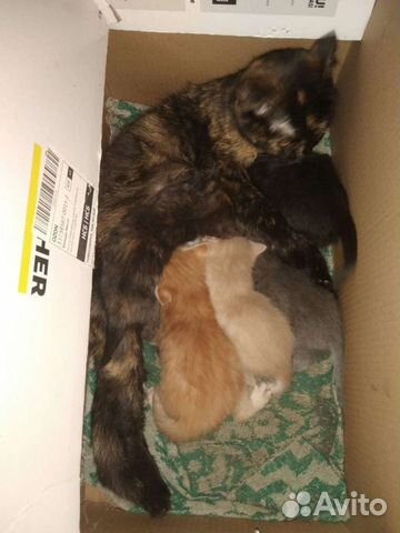 Котята бесплатно