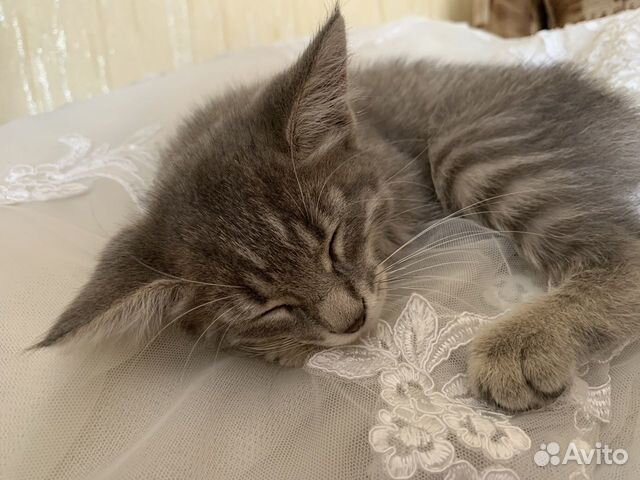 Котенок девочка бесплатно