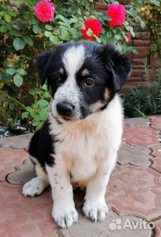 Тобик в добрые руки