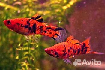 Мальки тигровых меченосцев