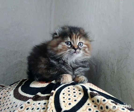 Котёнок