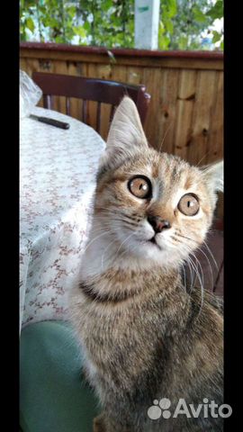 Котенок