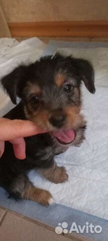 Котопесики