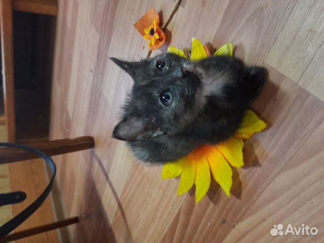 Котята в добрые руки Приучены к лотку