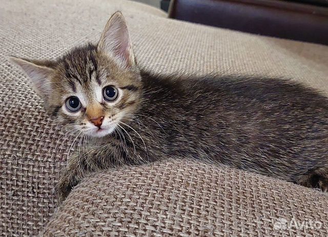 Котенок Рыся ищет родмтелей