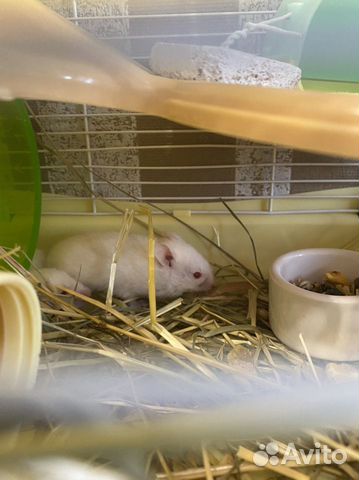 Сирийский хомяк