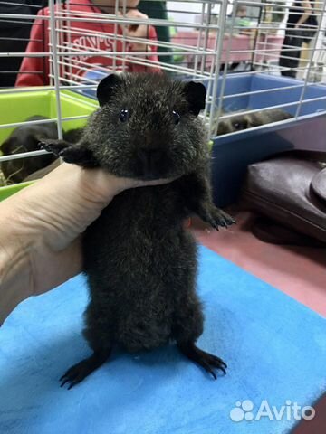 Морские свинки, Американский тедди, самка