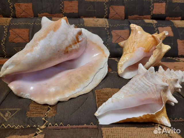 Ракушка рапан (большие)