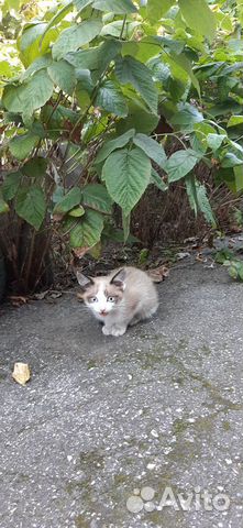 Найден котёнок на улице, 2-3 мес. Отдаётся в добры