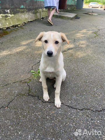 Щенки коротколапики в добрве руки