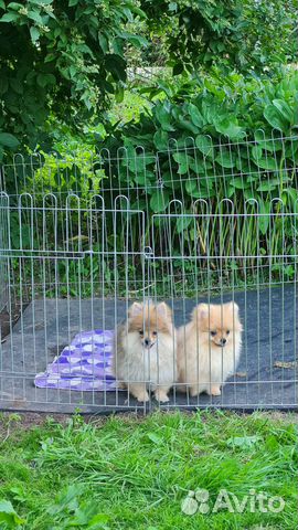 Померанчики-чудо мальчики