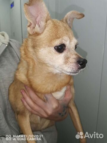 Чихуахуа, девочка, ласкушка. Нашли юнгородок