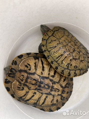 Черепаха