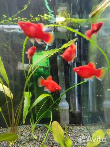 Пецилия рубин